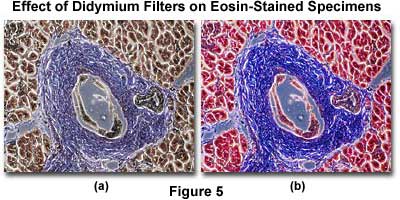 Photomicrography - Filters for Color Photomicrography | 奥林巴斯生物显微镜