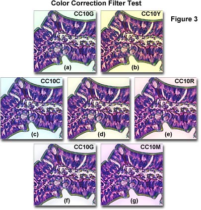 Photomicrography - Filters for Color Photomicrography | 奥林巴斯生物显微镜