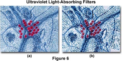 Photomicrography - Filters for Color Photomicrography | 奥林巴斯生物显微镜