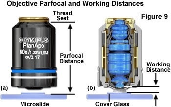 Confocal Microscopy - Confocal Microscope Objectives | 奥林巴斯生物显微镜