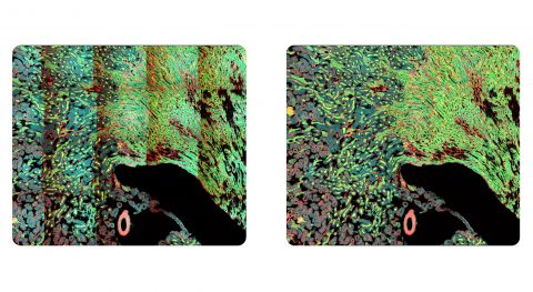 FV5000 Confocal Laser Scanning Microscope | 奥林巴斯生物显微镜