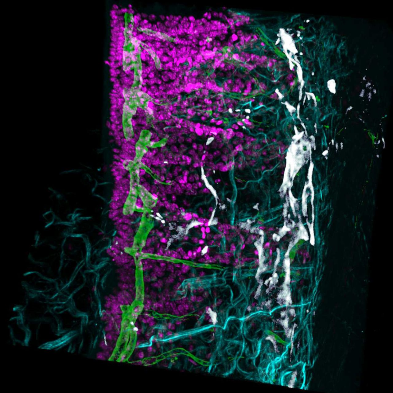 FLUOVIEW FV5000MPE Multiphoton Laser Scanning Microscope | 奥林巴斯生物显微镜