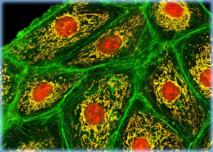 Distribution Of F Actin And Mitochondria In LLC MK2 Cells Distribution Of F Actin And Mitochondria In LLC MK2 Cells