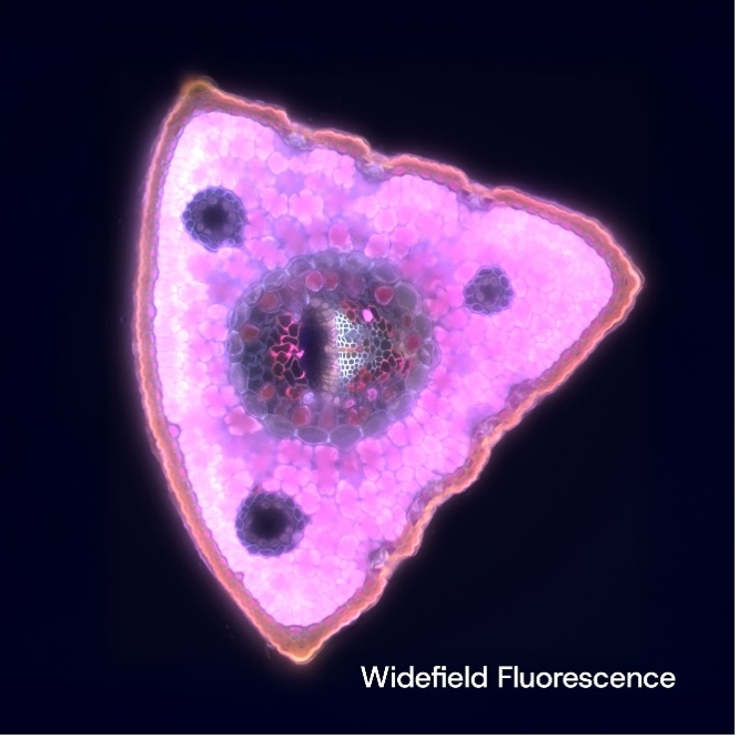 Visualizing Pine Needles with Multimodal Imaging: From Brightfield to ...
