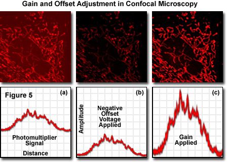 Confocal Microscopy - Electronic Light Detectors: Photomultipliers ...