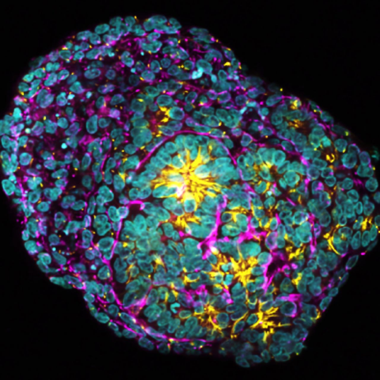 FLUOVIEW FV5000MPE Multiphoton Laser Scanning Microscope | 奥林巴斯生物显微镜