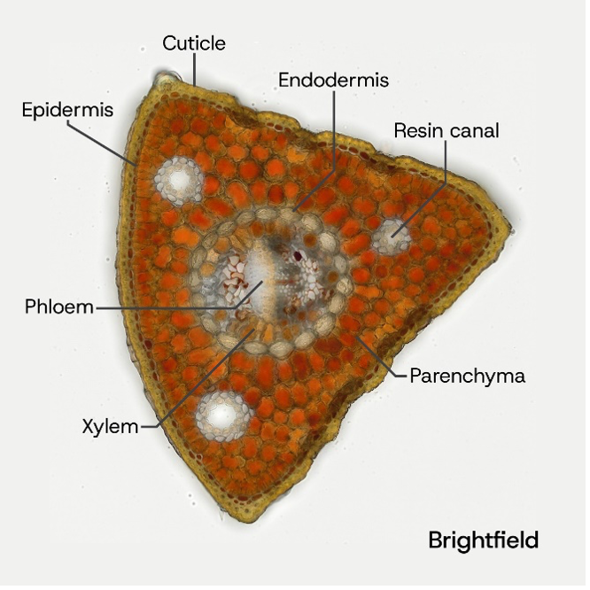 Visualizing Pine Needles with Multimodal Imaging: From Brightfield to ...