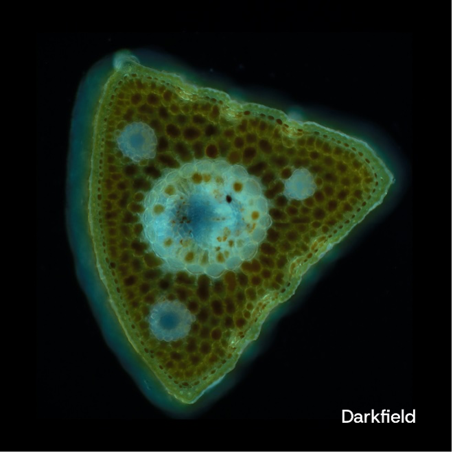 Visualizing Pine Needles with Multimodal Imaging: From Brightfield to ...